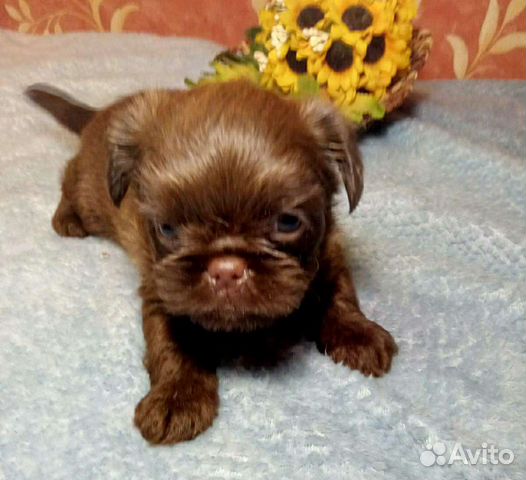 Брюссельский грифон