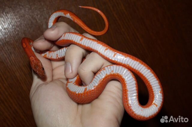 Маисовый полоз 2021 г., Bloodred, апрельская самка