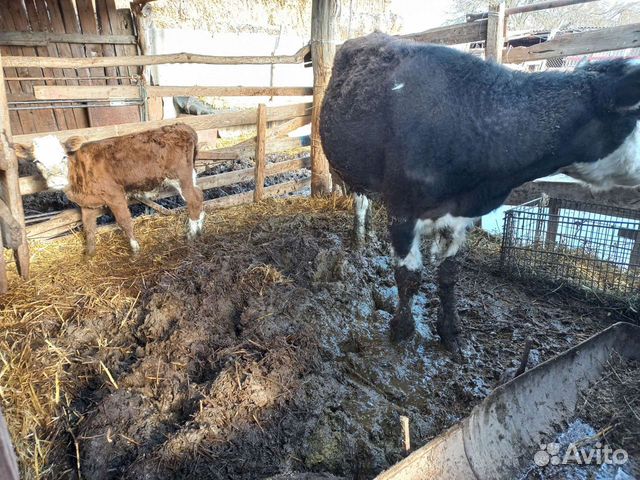 Корова с теленком