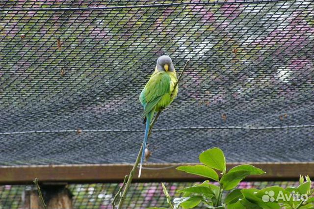 Попугай сливоголовый самочка
