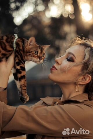 Бенгальские котята подарок на новый год