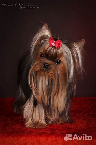 Очаровательный Супермини кавалер,беби-фейс Вязки