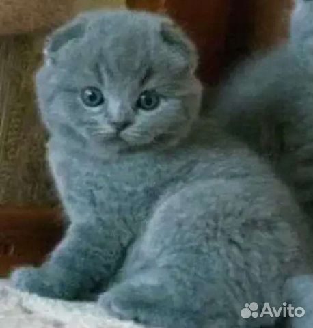 Шотландская вислоухая голубая