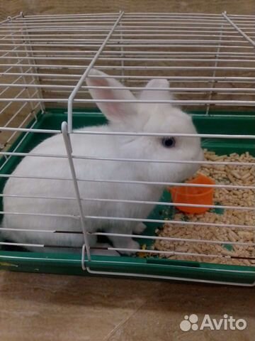 Кролик, карликовая порода