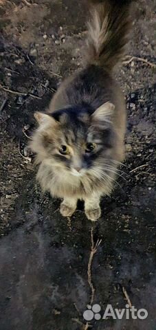 Отдам кота в добрые руки