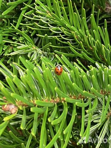 Божья коровка