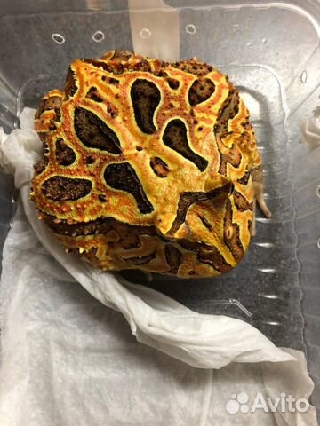 Лягушка рогатка