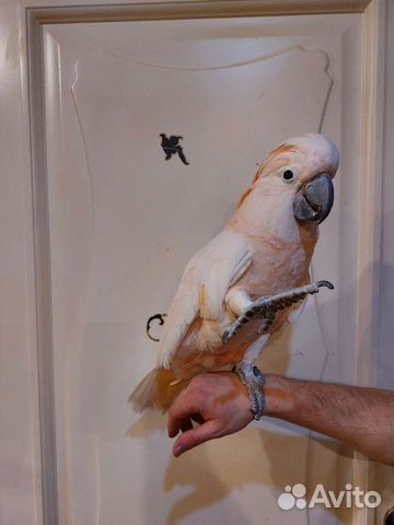 Малуккский какаду