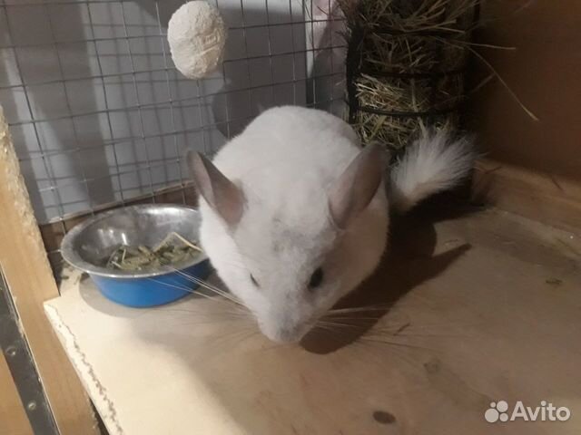 Шиншиллы с витриной