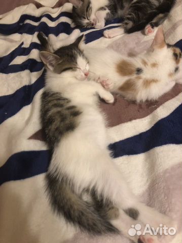 Котята в добрые руки
