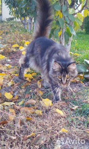 Мэйн-кун девочка ищет свою любовь