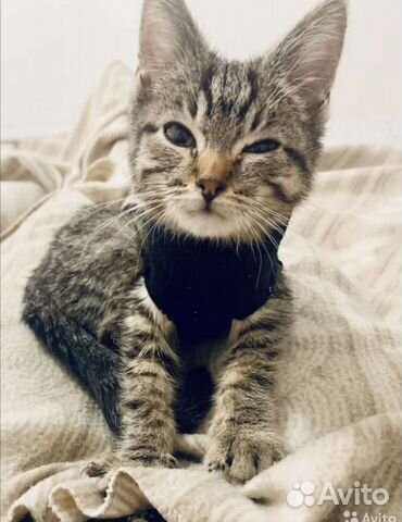 Маленький Комочек Ищит Дом