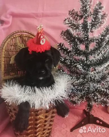 Помесь с йорком бесплатно