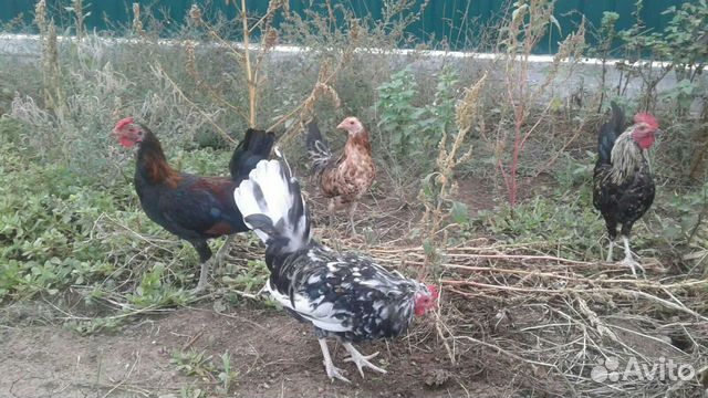 Петухи карликовые