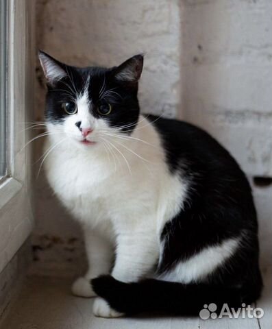 Кошка в добрые руки