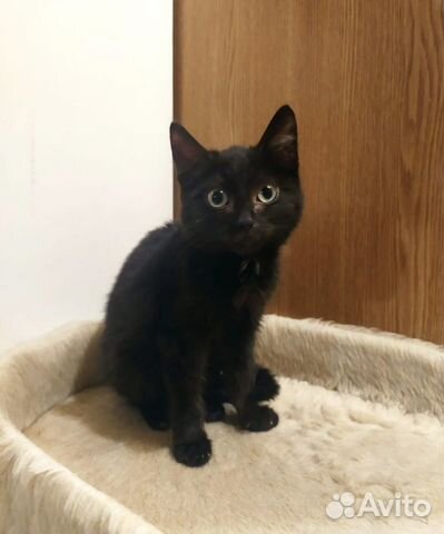 Котенок девочка бесплатно