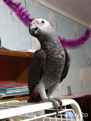 Серый попугай выкормыш
