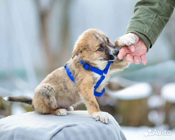 Тайгер. Щенок в дар