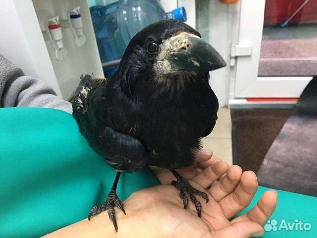 Грач с поломанным крылом