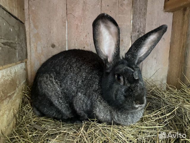 Кролики мясных пород