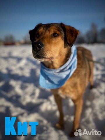 Добрый песик из приюта на дожитие в добрые руки