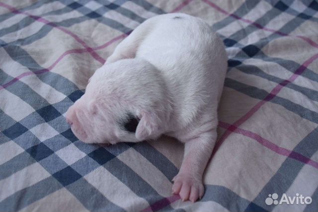 Щенки питбуля рр