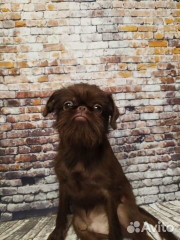 Чубака в шоколаде