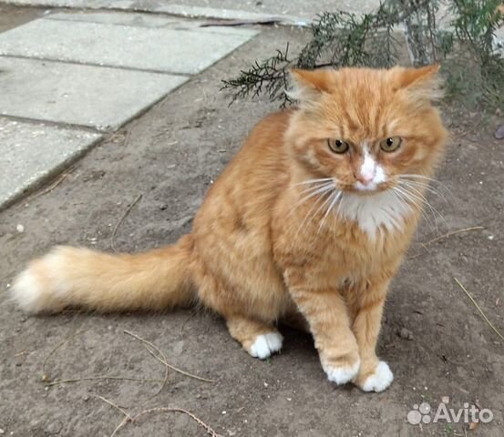 Рыжий котик