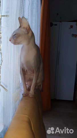 Ищем жениха