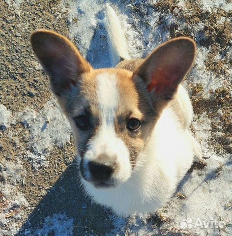 Щенок в добрые руки бесплатно