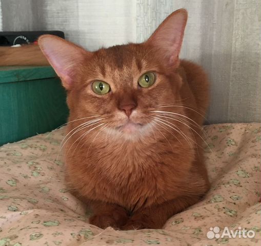 Сомалийская кошка