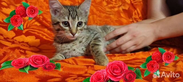 Котёнок девочка