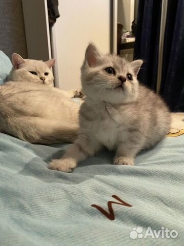 Котята британцы