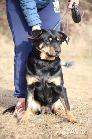 Собаки бесплатно