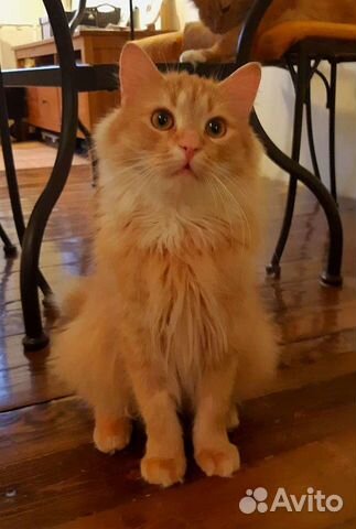 Добрый кот в добрые руки