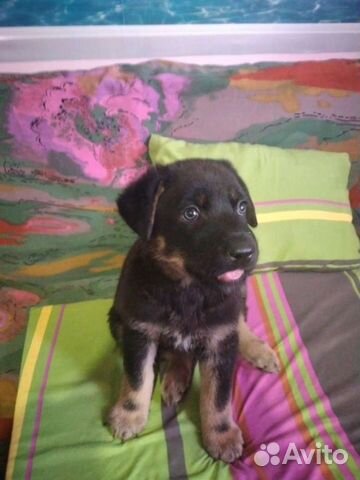 Щенки немецкой овчарки