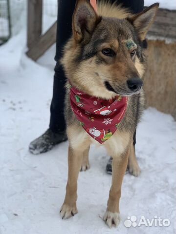 Жизнерадостный Того ищет семью