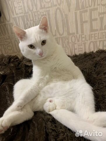 Кот