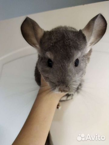Шиншилла бесплатно с клеткой