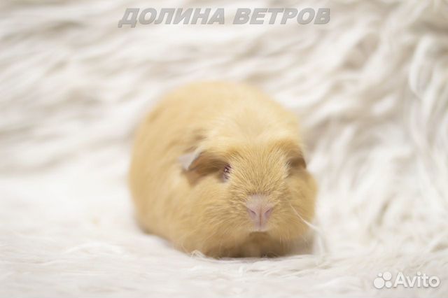 Морская свинка крестед бебифейс