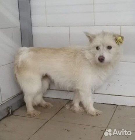 Булочка мечтает о семье