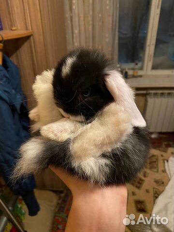 Декоративные кролики вислоухие