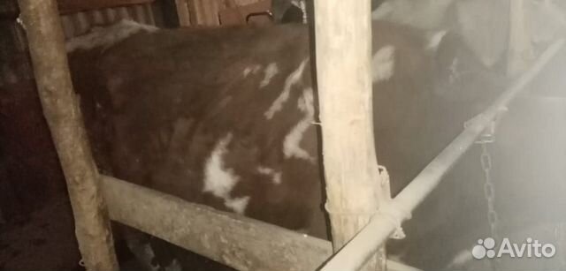 Стельная корова