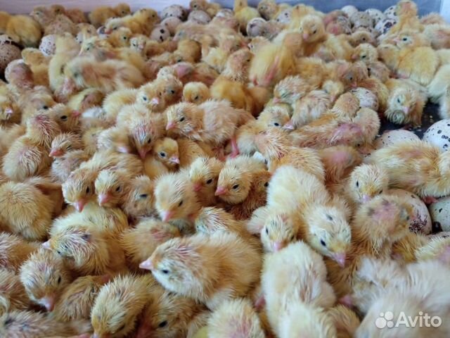 Инкубационное яйцо,суточные,несушки