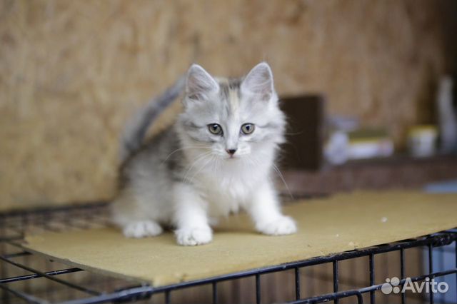 Котенок в добрые руки, в дар