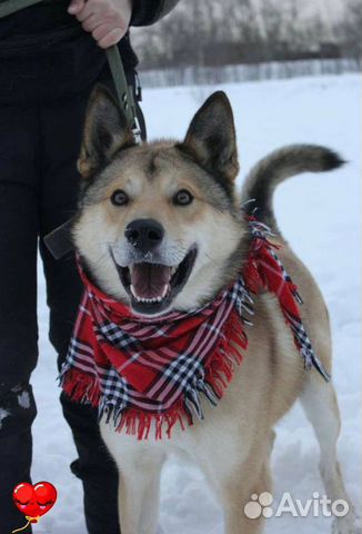 Пёс Джоник из приюта ищет теплый дом