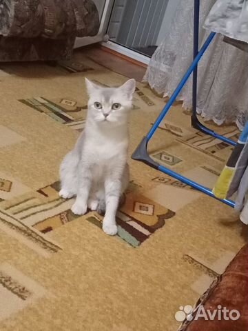 Кошечка двух годовалая, британка,окрас шиншилла, о