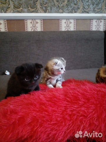Шотландские котята