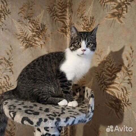 Котик Марик