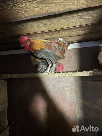 Молодые петухи